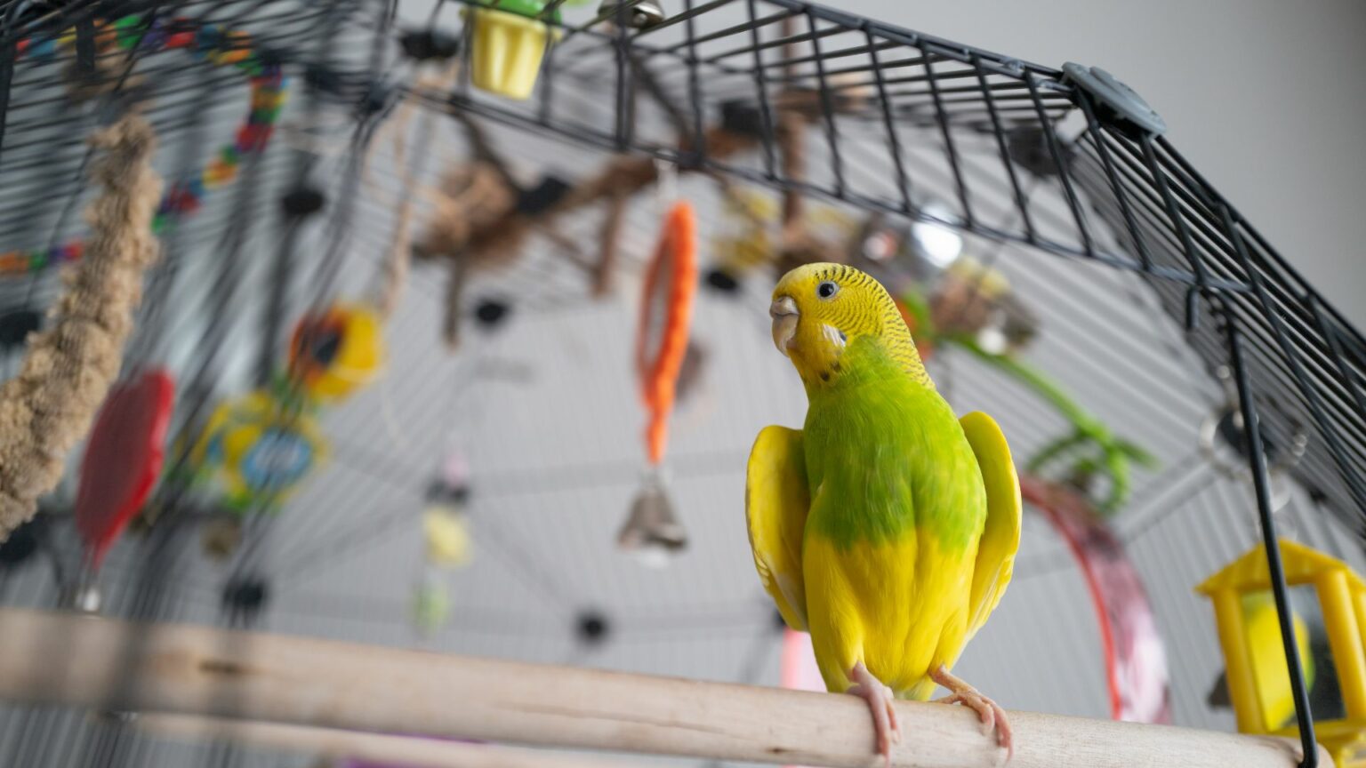 How to Care for a Parrot: 6 Easy Ways - Parrotkeen