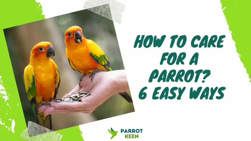 How to Care for a Parrot: 6 Easy Ways - Parrotkeen