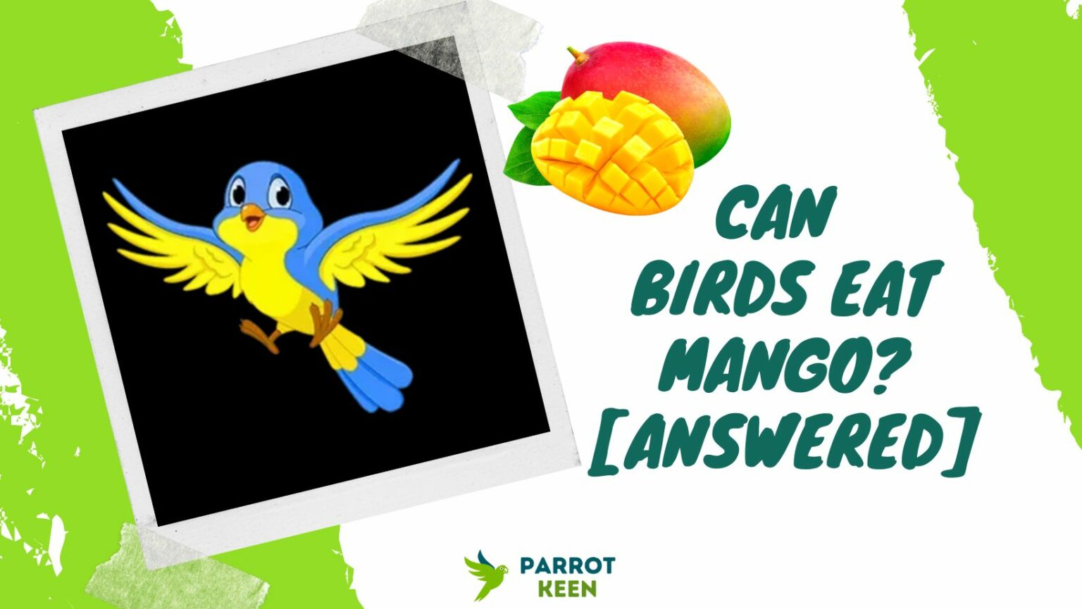 Can Birds Eat Mango?[ Answered] - Parrotkeen