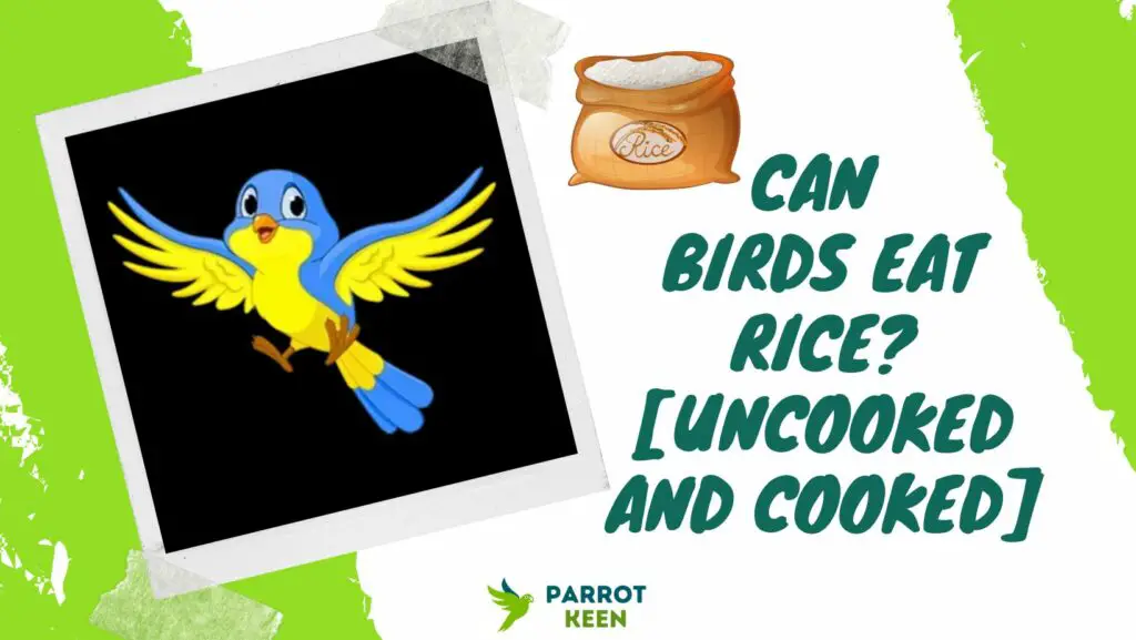 Can Birds Eat Rice? [Uncooked and Cooked] - Parrotkeen