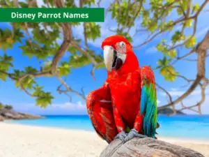 174 Cute, Good, And Disney Parrot Names - Parrotkeen
