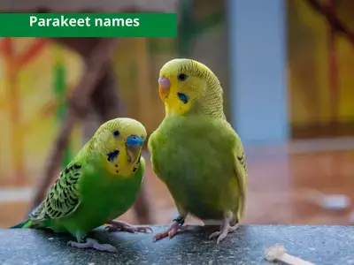200+ Good Parakeet Names for Blue, Green, Males & Cute Females - Parrotkeen