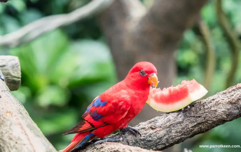 Can Rainbow Lorikeets Eat Watermelon? Are seeds safe? - Parrotkeen