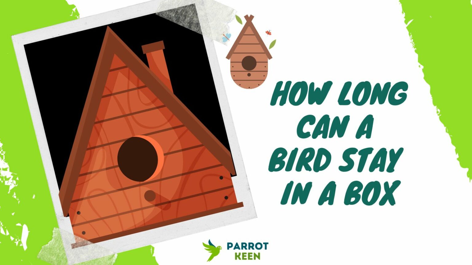How Long Can A Bird Stay In A Box? [Answered] - Parrotkeen