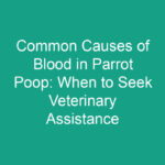 Common Causes of Blood in Parrot Poop: When to Seek Veterinary ...